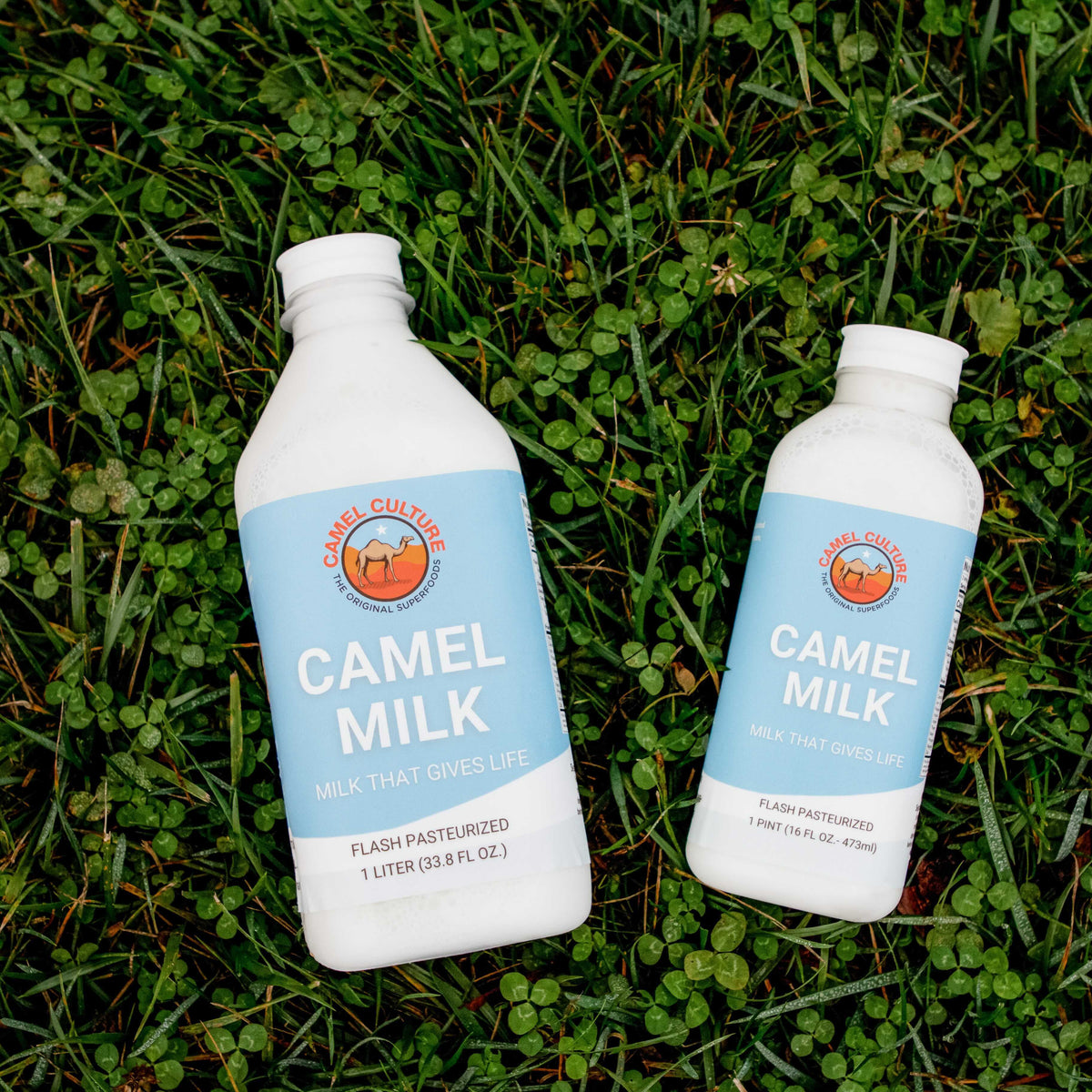 Is It Good to Drink Camel Milk Every Day? Benefits & Guide – Camel Culture