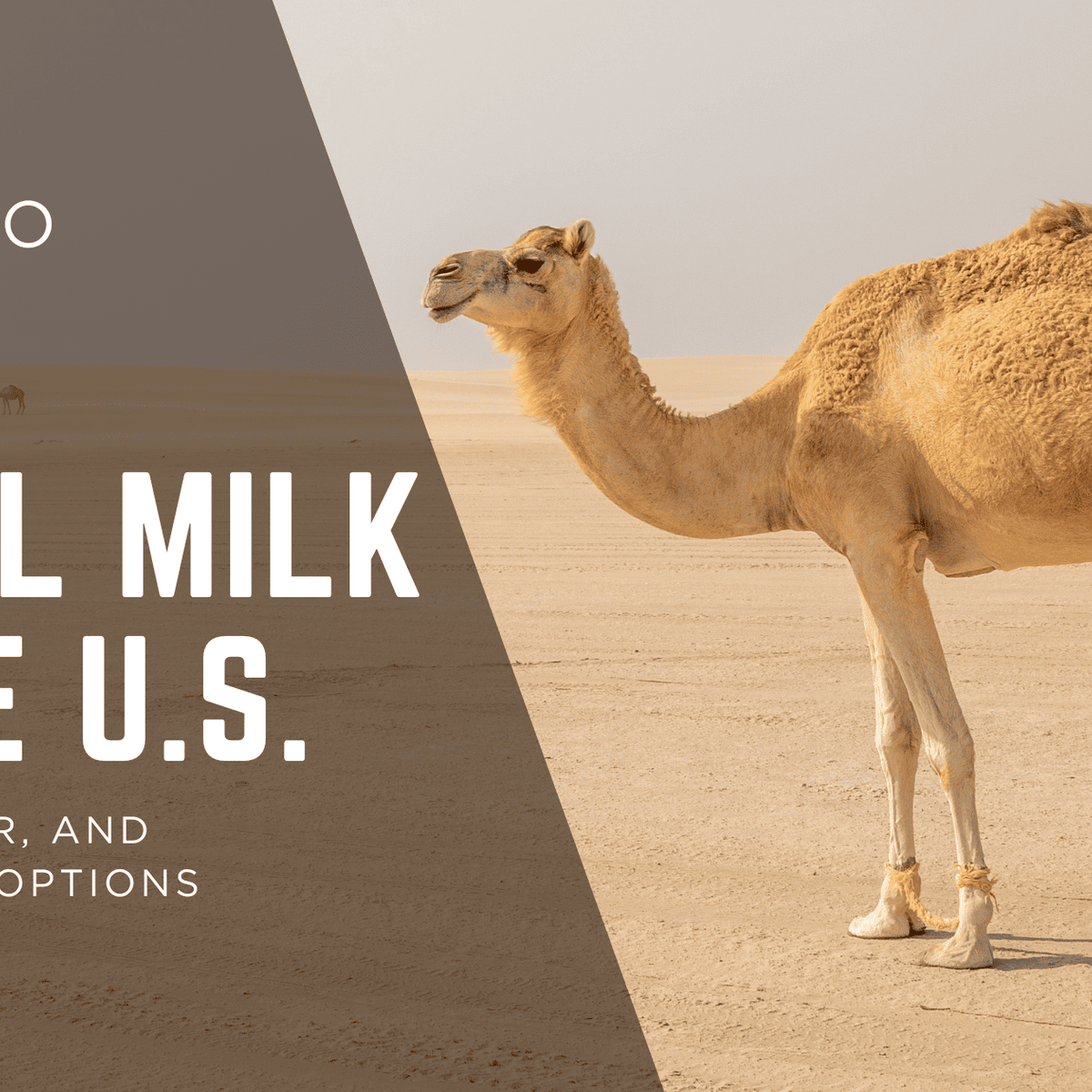 Buy Camel Milk Online | Fresh, Powder & Subscription Options in the U.S ...