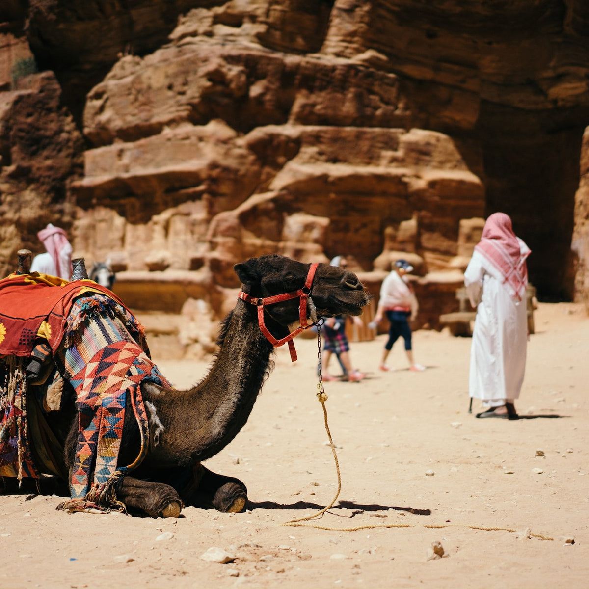 Why Celebrate Eid with Camel Milk? – Camel Culture