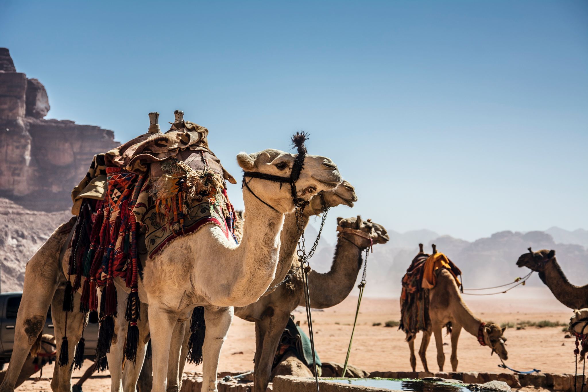 4 Reasons to Celebrate Camels: World Camel Day! – Camel Culture
