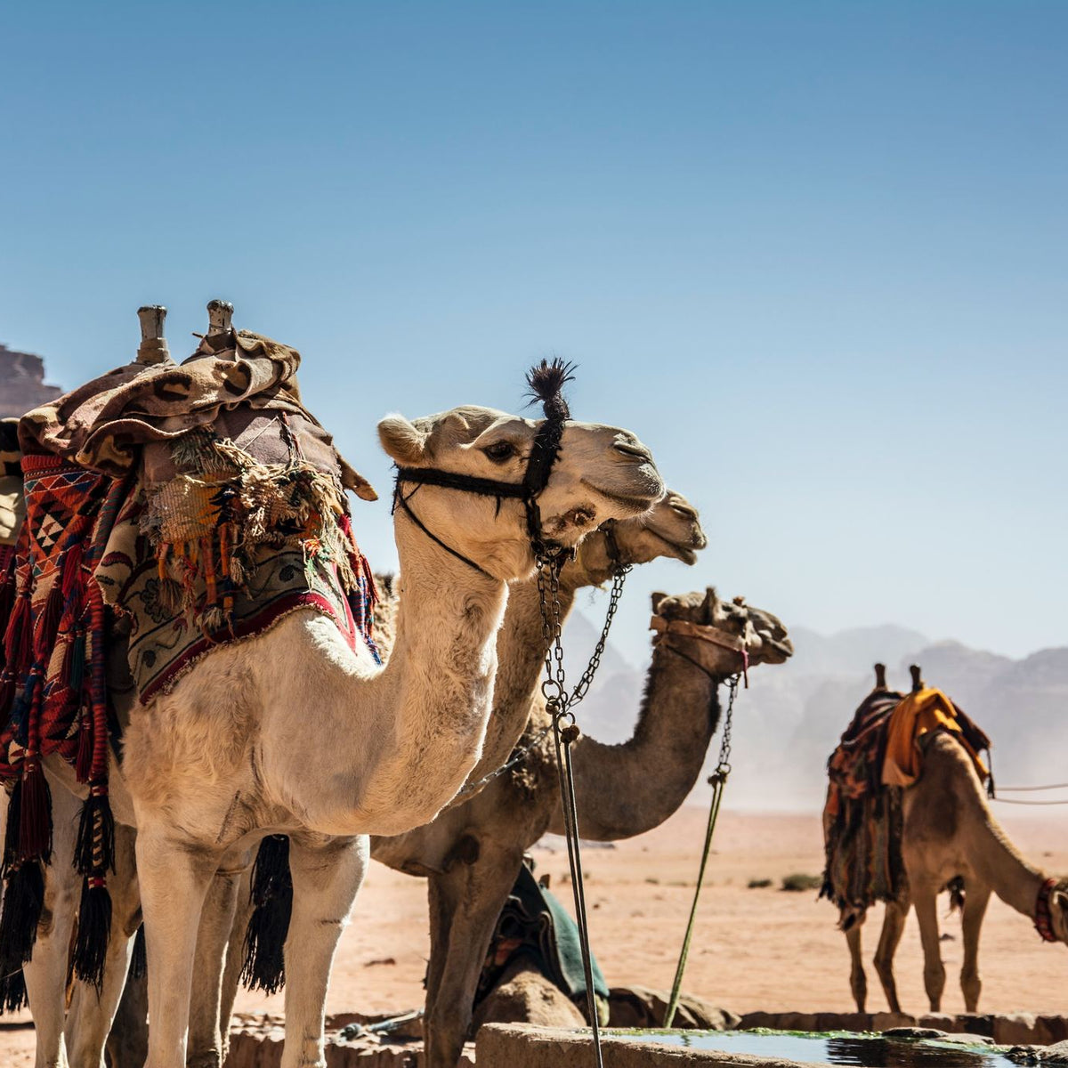 4 Reasons to Celebrate Camels: World Camel Day! – Camel Culture