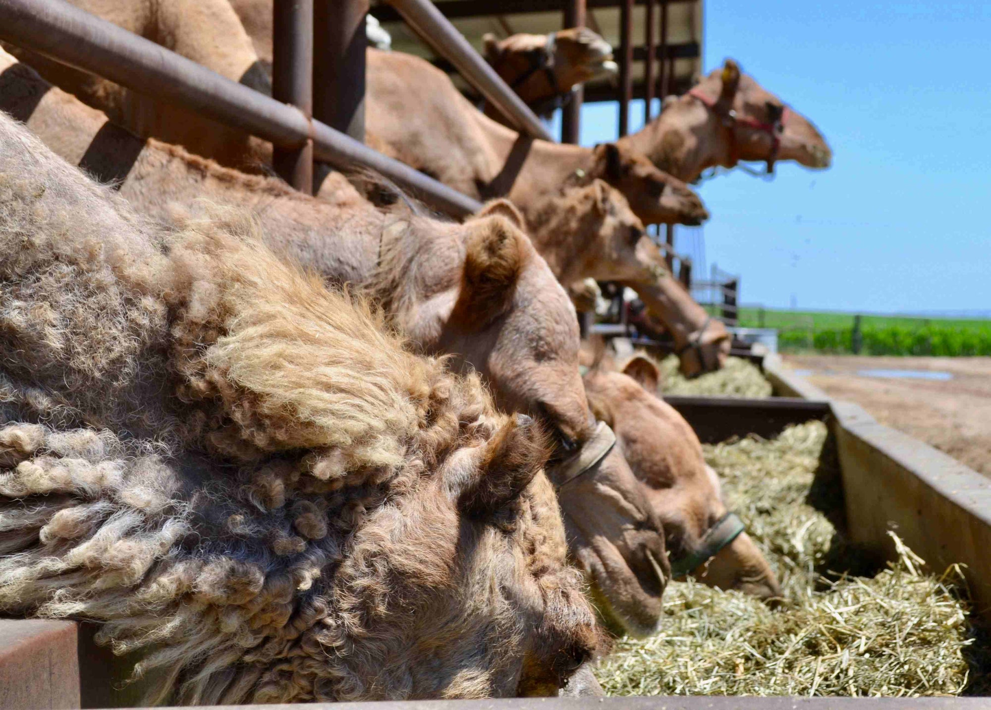 Camel Dairy Farm & Practices | Camel Culture